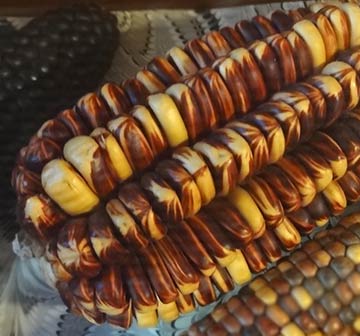 greenZoo: Walks in a Botanical Garden